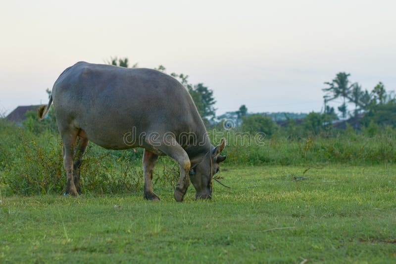 A Buffalo Alone in the Grassland Stock Photo - Image of bison, farmer ...