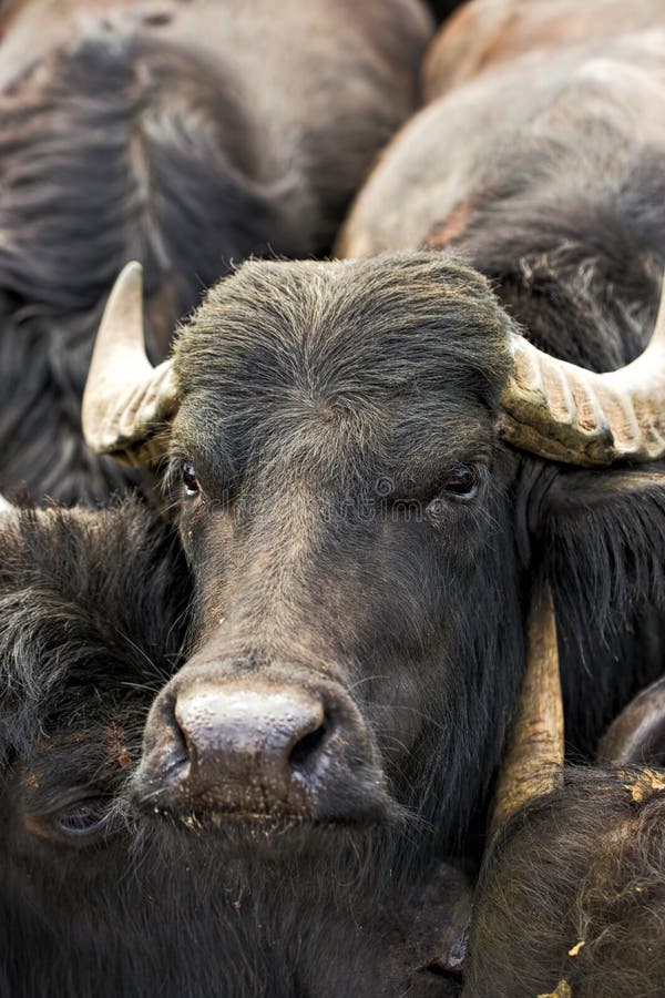 Buffalo animal on the farm stock image. Image of calf - 92424987