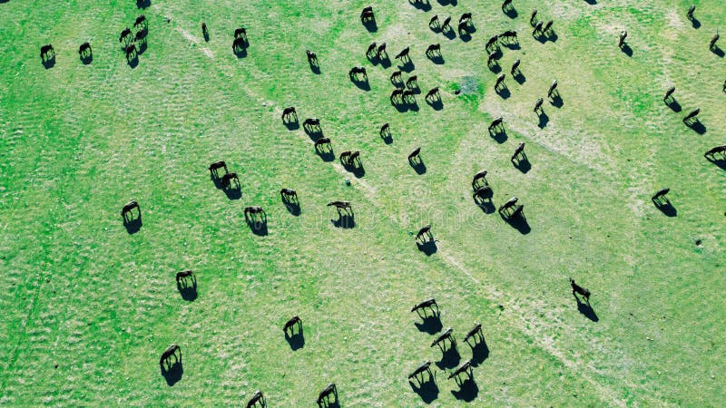 Buffalo Animal Husbandry, Breeding and Animal Husbandry in Productive ...