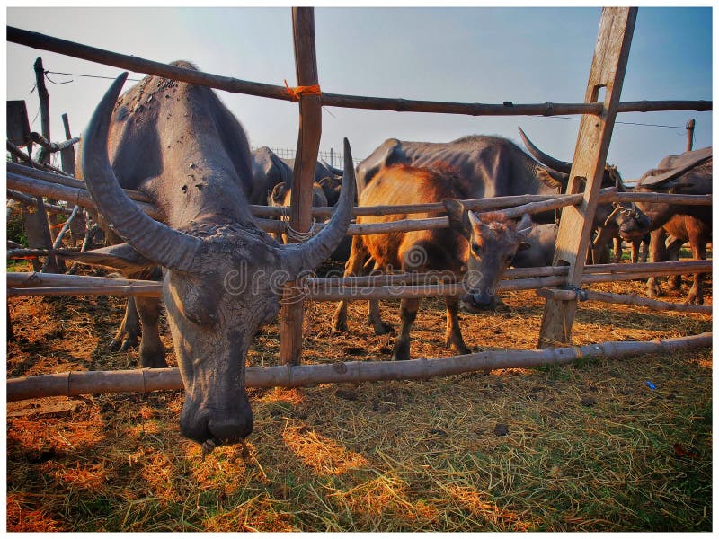 Buffalo stock image. Image of lovly, love, animal, buffalo - 70846579