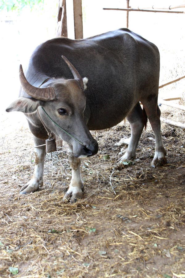 Buffalo stock image. Image of large, scene, camera, rope - 70477671