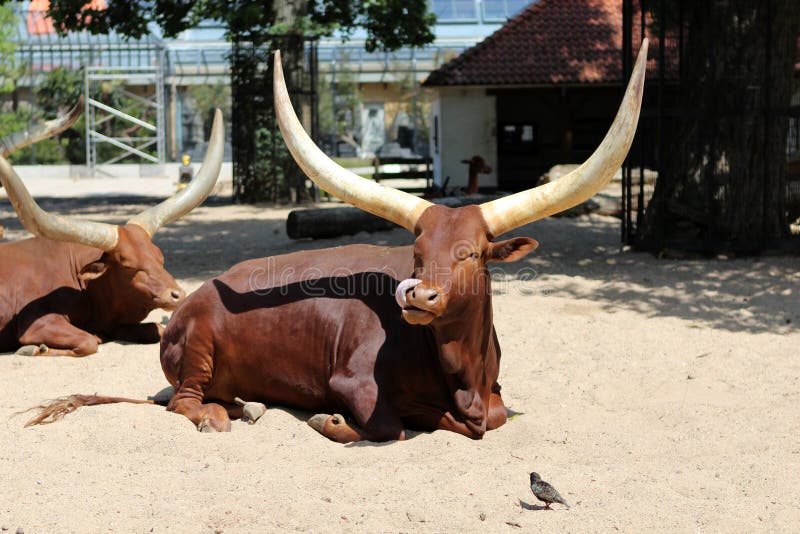 Buffalo . Animals. Knowledge of Nature. through the Eyes of Nature ...