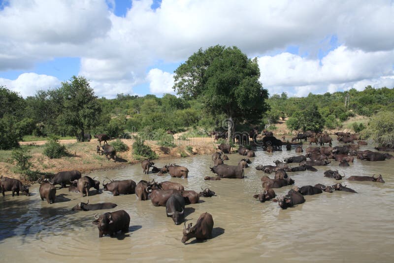Buffalo stock image. Image of dominant, bovine, environment - 47126777