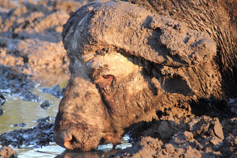 Buffalo stock photo. Image of male, curved, fearless - 47126954