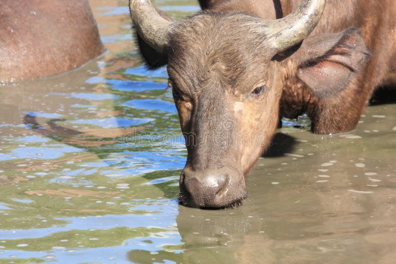 Buffalo stock photo. Image of herd, cape, boss, close - 47127134