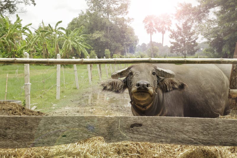 Buffalo Asia in Corral, Buffalo in Countryside Stock Photo - Image of ...