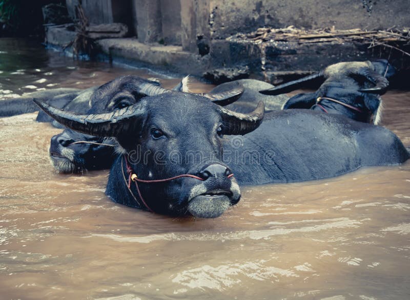 Buffalo Asia stock photo. Image of nature, fauna, animal - 60882830