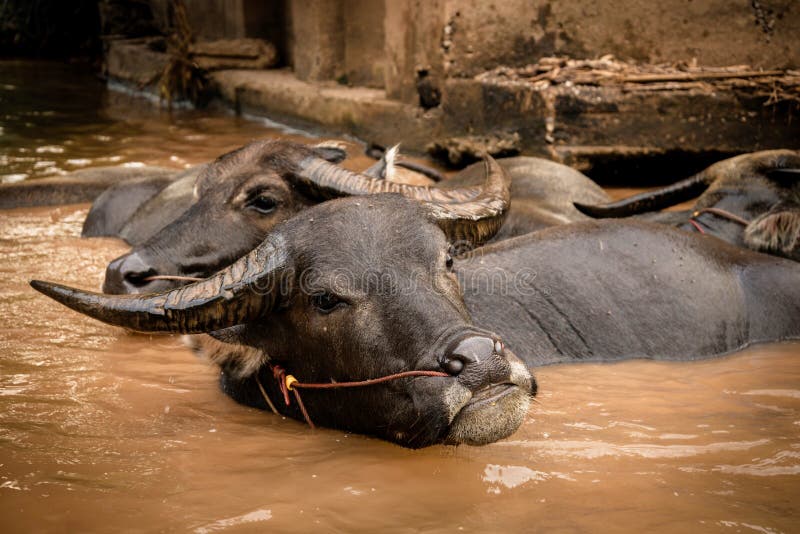Buffalo Asia stock image. Image of animal, fauna, heat - 54664135