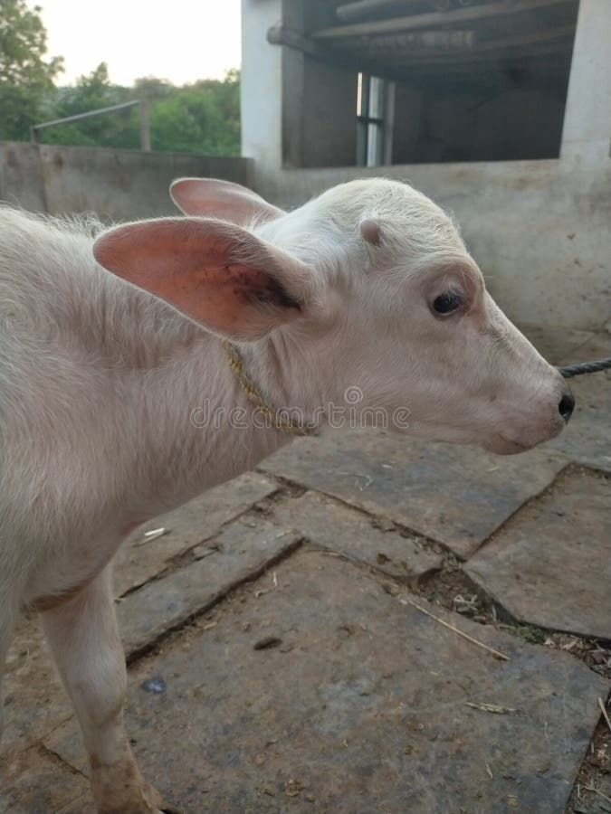 Buffalo Baby is Looking Too Cute Stock Image - Image of looking ...