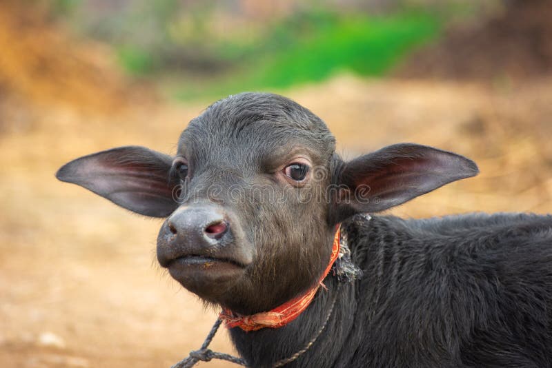 Indian Buffalo Grazing in the Meadow. Stock Photo - Image of farming ...