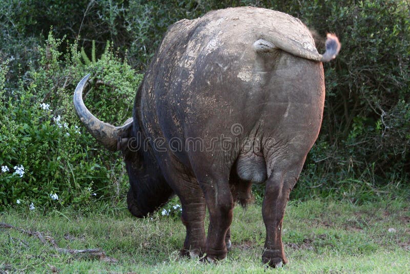 Buffalo Backside stock image. Image of tail, horns, safari - 2311853