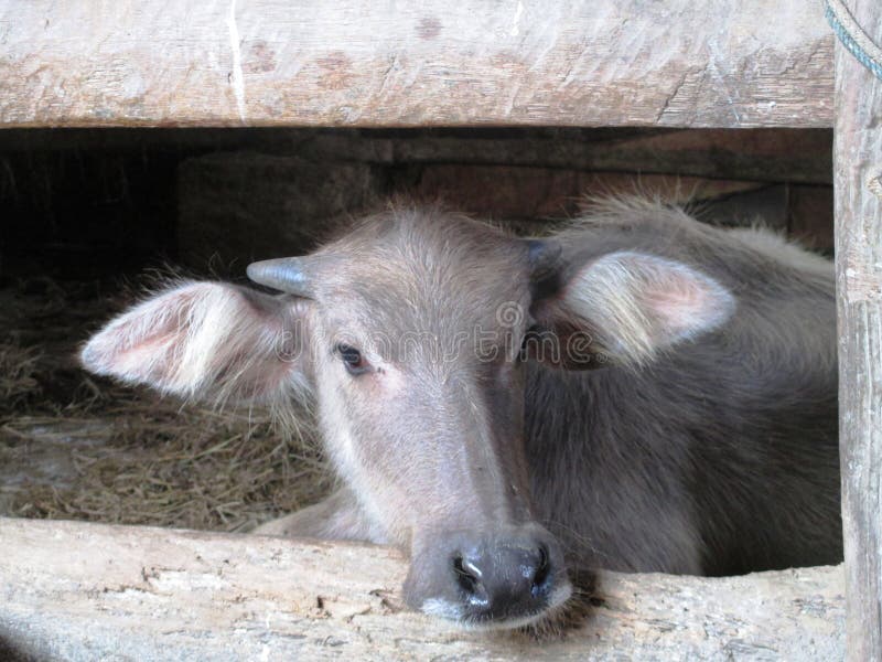 Buffalo stock image. Image of cage, barn, lazy, duckling - 99798927