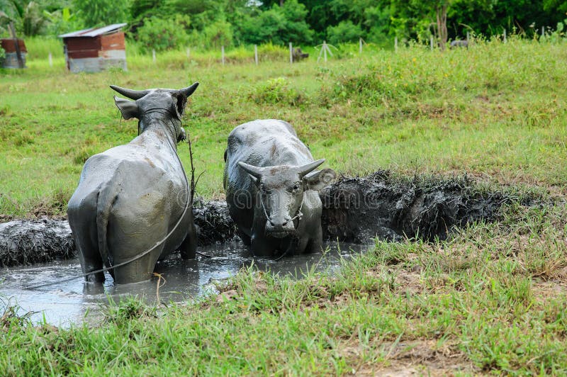 Buffalo bath stock photo. Image of royalty, farm, mudbath - 31888632