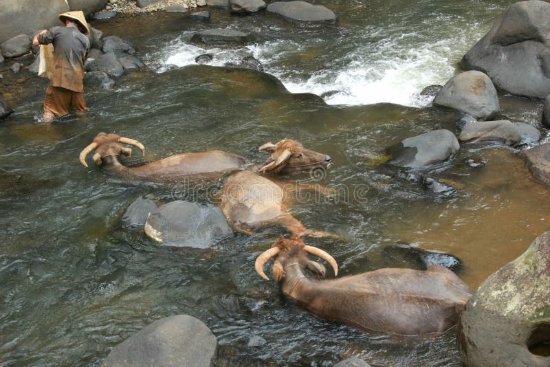 Buffalo Bathing in the River Editorial Stock Image - Image of rock ...