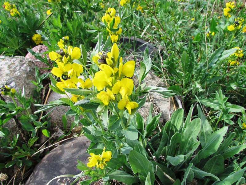 Buffalo Bean Stock Photos - Free & Royalty-Free Stock Photos from ...