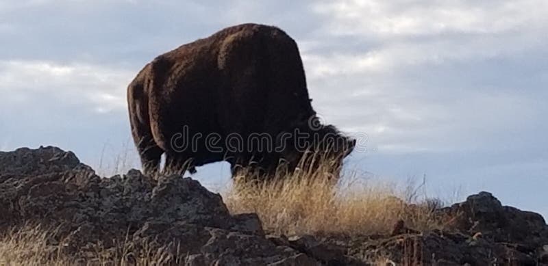 Beutiful Buffalo Stock Photos - Free & Royalty-Free Stock Photos from ...