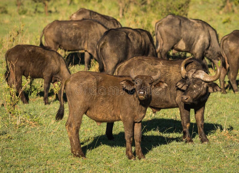 Buffalo from Big Five in Masai Mara in Kenya Stock Image - Image of ...