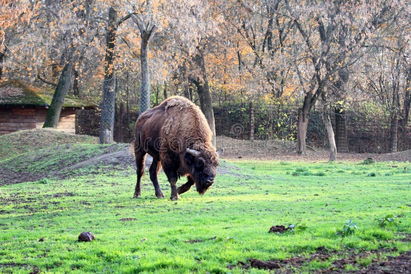 Buffalo stock image. Image of wild, running, buffalo - 39123279