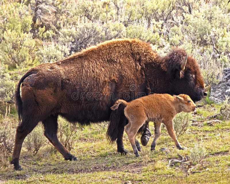 Cow and Calf Pair of One Buffalo Bison Bison Cow and Her Calf. Stock ...