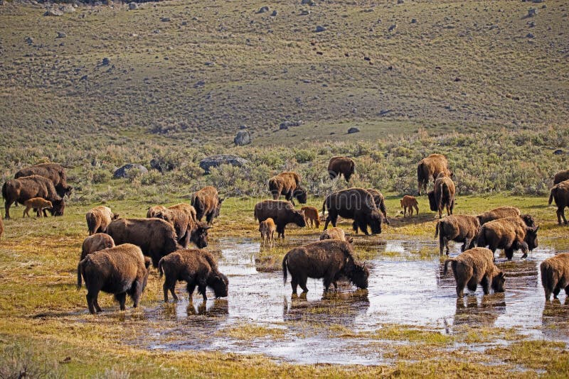 Buffalo Cows and Calves in a Group Drinking from Marshland Stock Image ...
