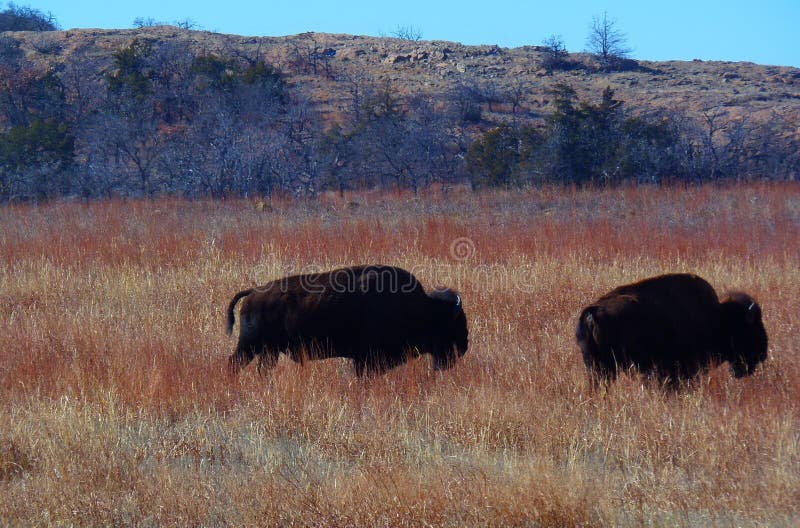 Buffalo Bison stock photo. Image of wild, prairie, west - 100760624