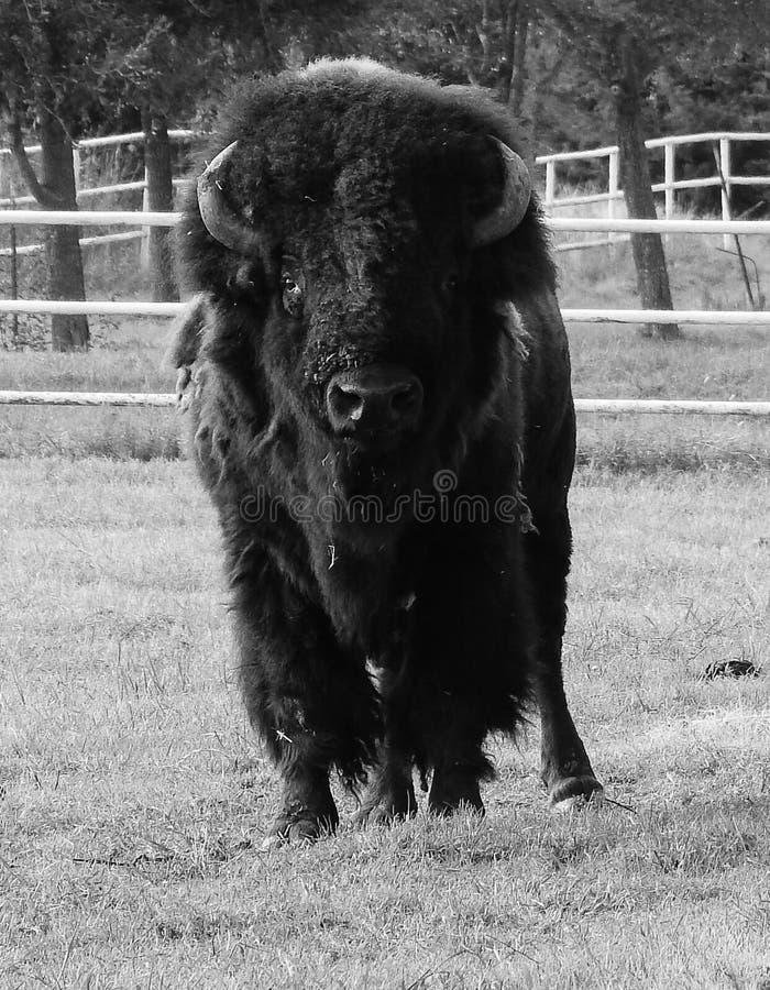 Bison black stock image. Image of portrait, powerful - 21991005