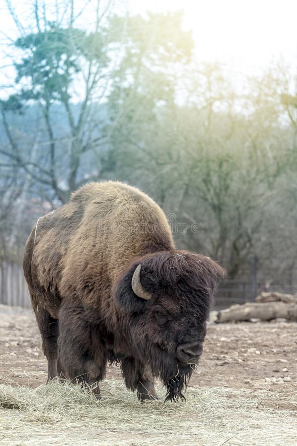 Buffalo - Bison Photo stock image. Image of bull, canada - 80666207