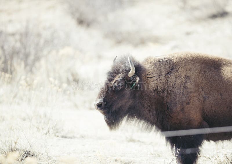 Buffalo (Bison) on the Plains of Colorado Stock Image - Image of ...