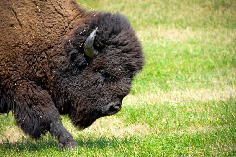 Portrait of a Buffalo in a Grass Field. Stock Photo - Image of american ...