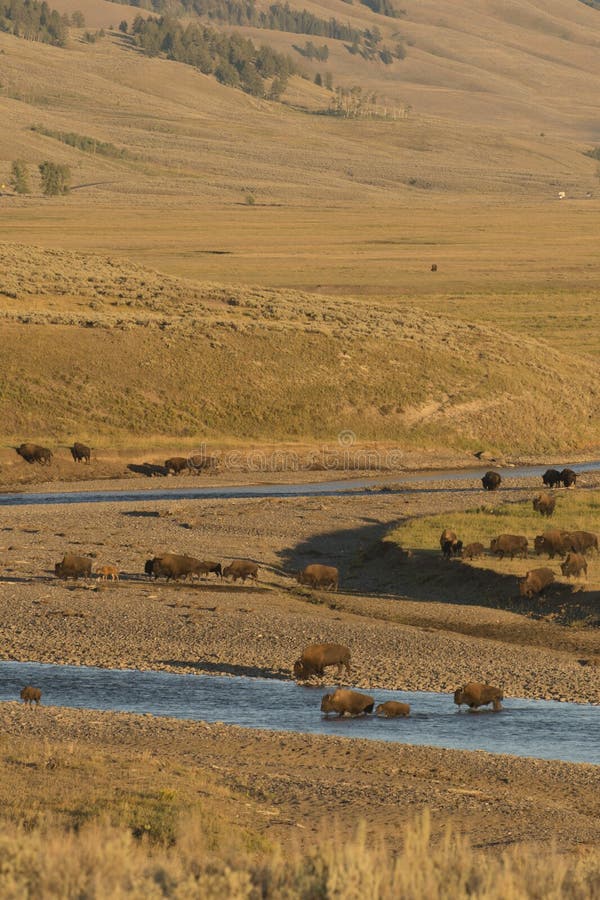 Buffalo Bison Crossing River Lamar Valley Yellowstone Stock Photos ...