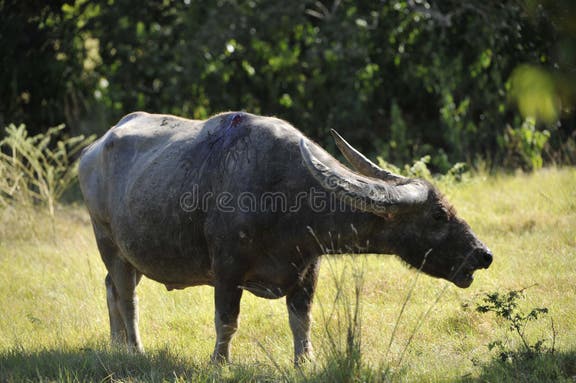 Komodo Dragon Eating Hot Wings Stock Photos - Free & Royalty-Free Stock ...
