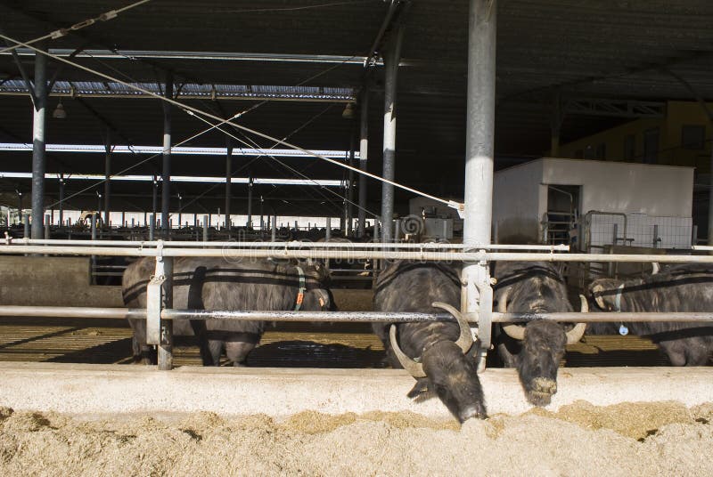 Buffalo breeding, Italy stock image. Image of cattle - 146163095