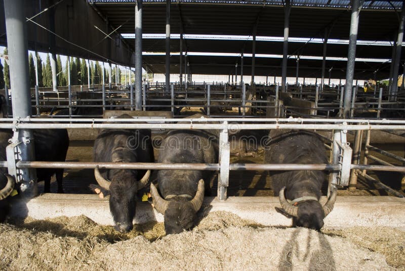 Buffalo breeding, Italy stock image. Image of nature - 146163123