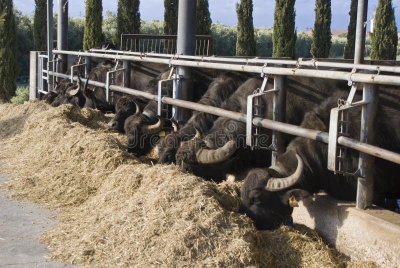 Buffalo breeding, Italy stock photo. Image of animal - 146163126