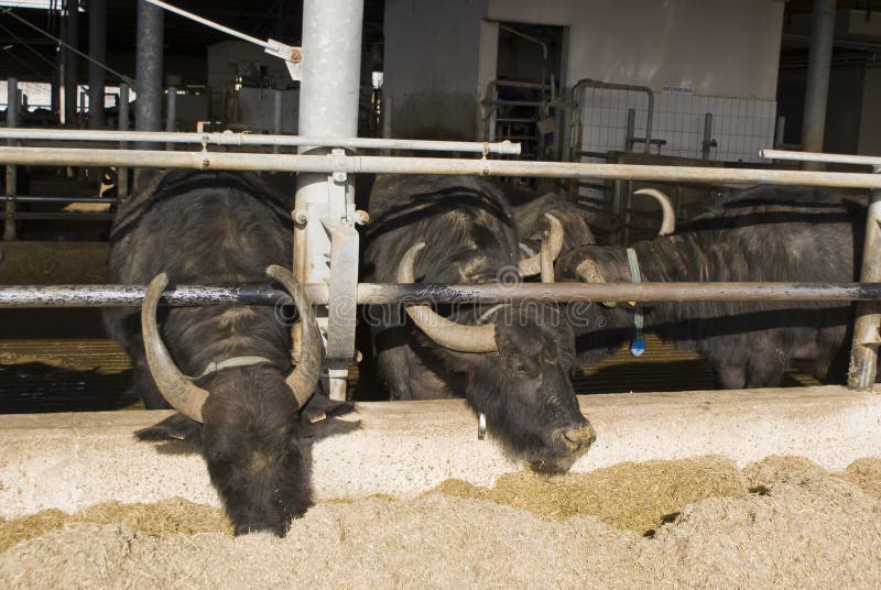 The buffalo farm, Italy. stock photo. Image of beautiful - 113595884