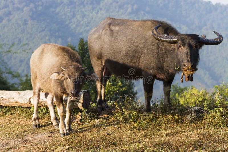 Baby Buffalo (Bubalus Bubalis) in Thailand Stock Photo - Image of enjoy ...
