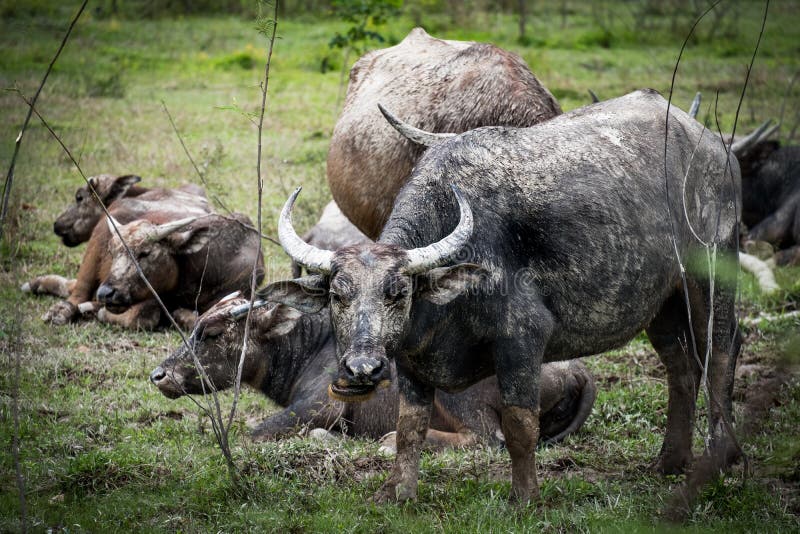 Buffalo stock image. Image of mammals, agriculture, work - 111754523