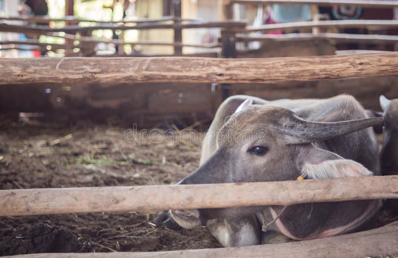Buffalo stock photo. Image of agriculture, wooden, sleep - 101409644
