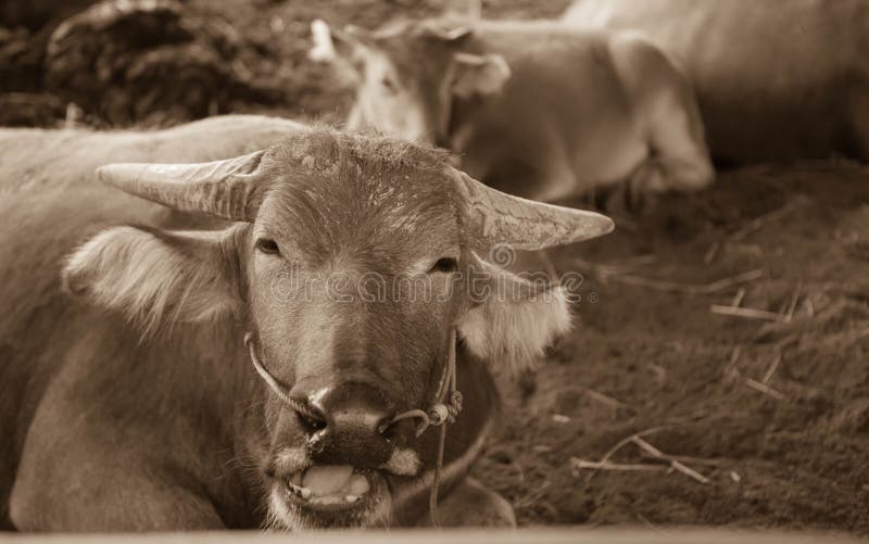 Buffalo stock image. Image of sleep, livestock, animal - 111646663
