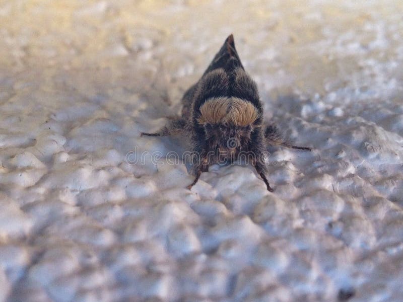 Buffalo bug stock image. Image of fauna, aphids, isolated - 47155105