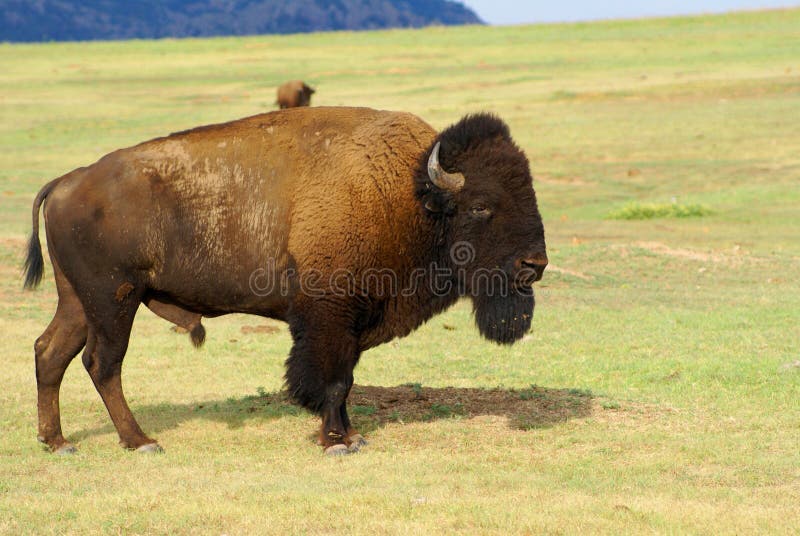 Rare White Buffalo stock photo. Image of american, nmerican - 9197064