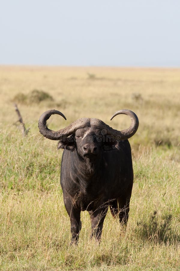 Buffalo bull stock photo. Image of charge, animal, proud - 20946934