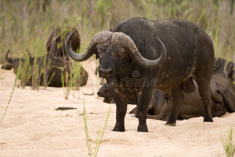 Buffalo bull stock image. Image of hunt, reserve, outdoor - 7978883