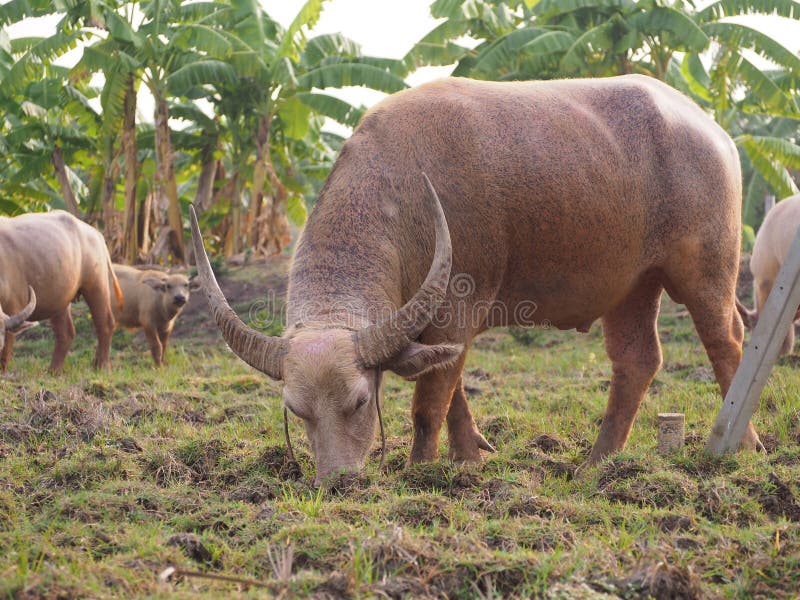 Bull with Sharp Horns on the Beach Stock Image - Image of beaches ...