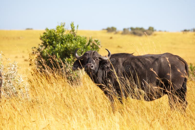 Buffalo Desert Running Stock Photos - Free & Royalty-Free Stock Photos ...