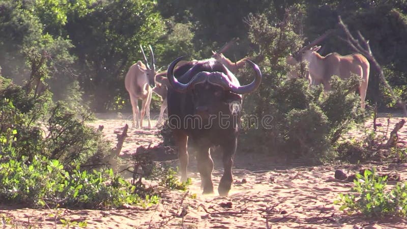 Bull Walking Across a Pasture at Sunrise with Calf in Foreground Stock ...