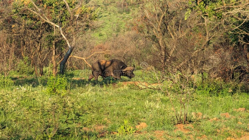 Buffalo Bush Veld Africa Trees Stock Photo - Image of veld, buffalo ...