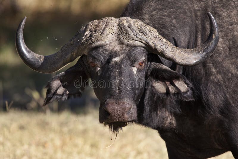 Buffalo (caffer) Di Syncerus - Botswana Fotografia Stock - Immagine di ...