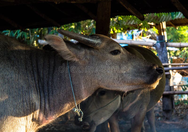 Buffalo in cage stock image. Image of head, work, buffalo - 42794225