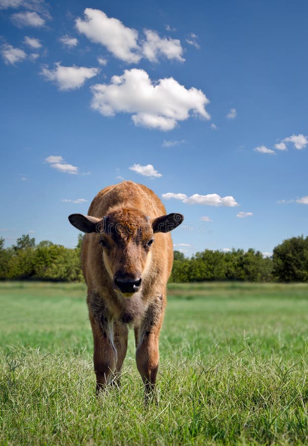 Buffalo calf stock image. Image of light, animal, cattle - 27006389